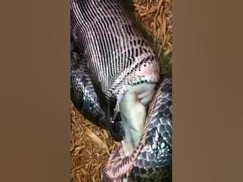 Python Vore - Snake Swallows Pig - YouTube