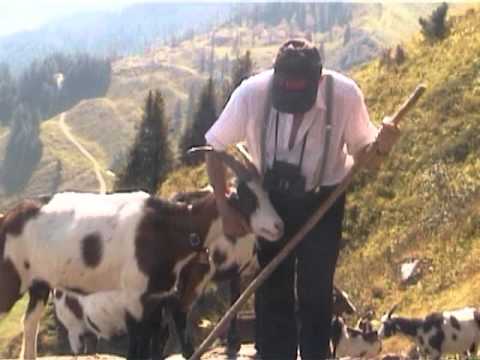 Tauernschecken auf der Alm - YouTube