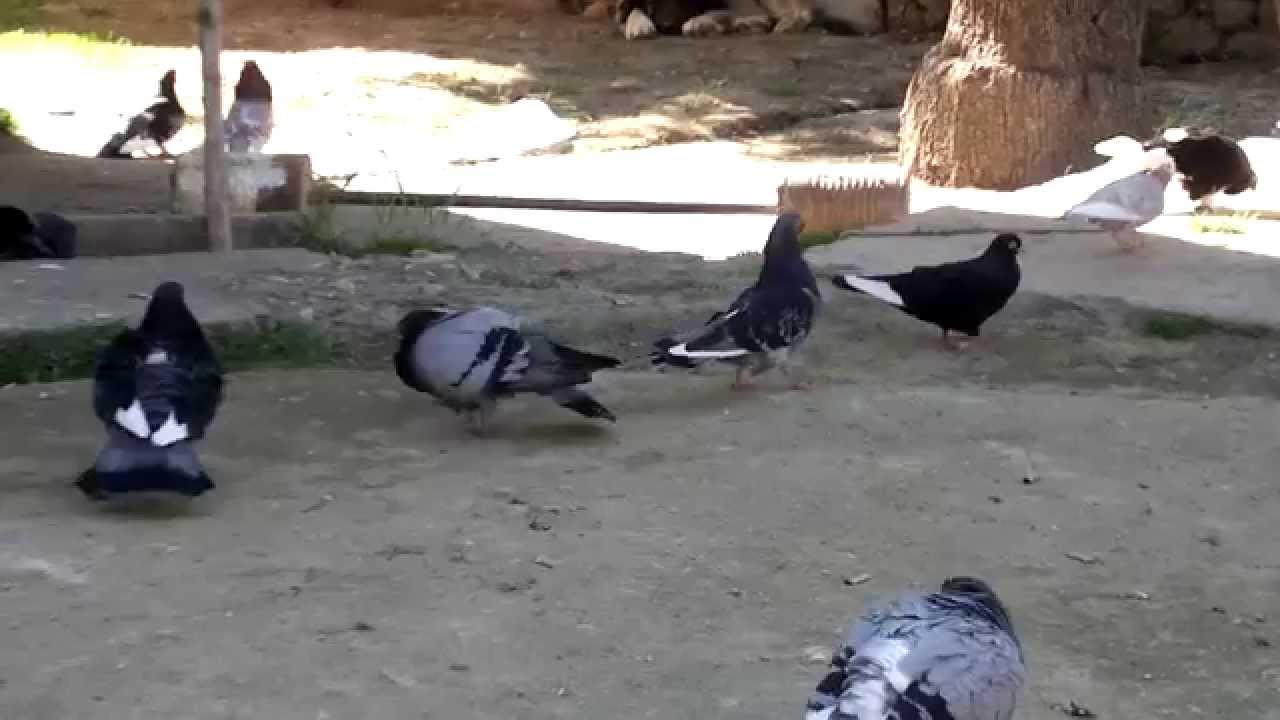 Macedonian Dunek's -Makedonski Duneci - YouTube