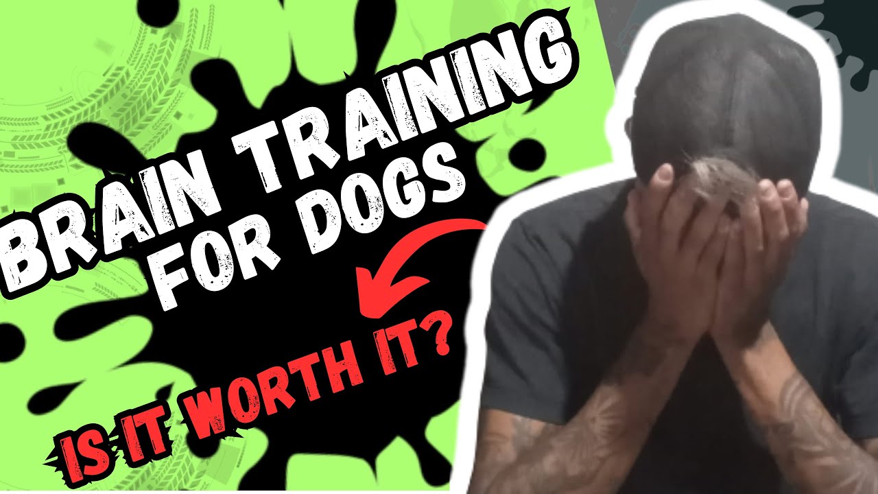 Brain Training for Dogs - Brain Training for Dogs Review (How To Brain ...