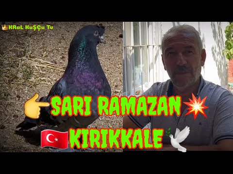 🆕️Taklacı güvercin oyun kuşu 👉SARI RAMAZAN 🇹🇷 KIRIKKALE