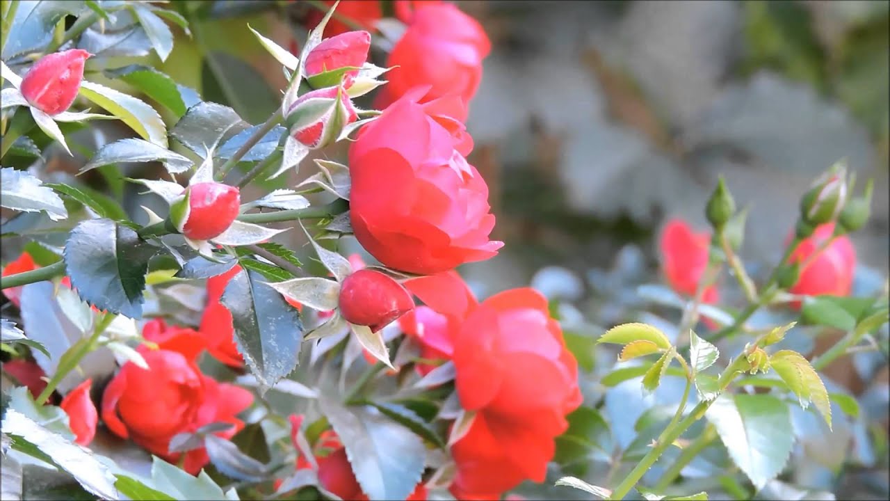 Legend, "The Crown of roses" - Tchaikovsky - YouTube