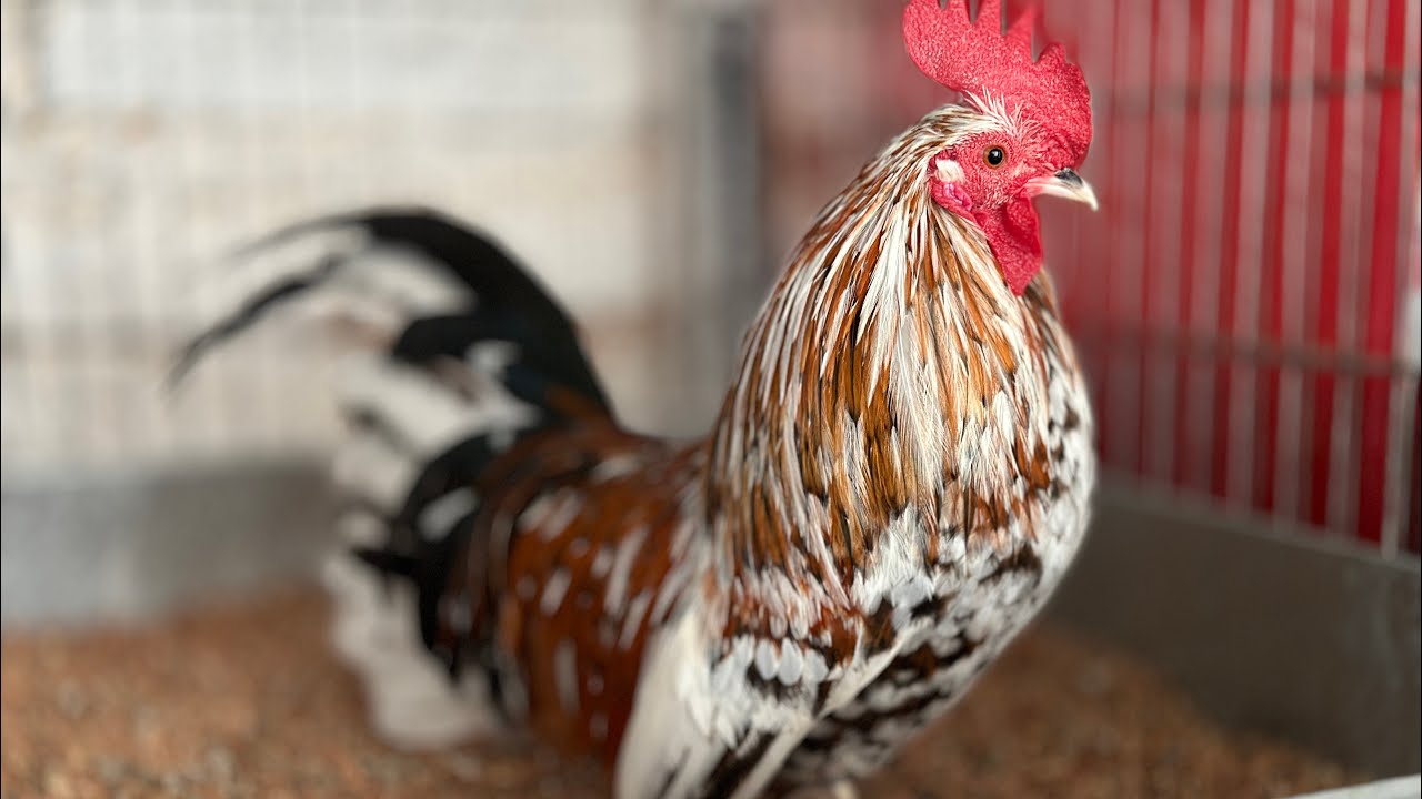 como montar tu primer criadero de gallitos Aztecas - YouTube