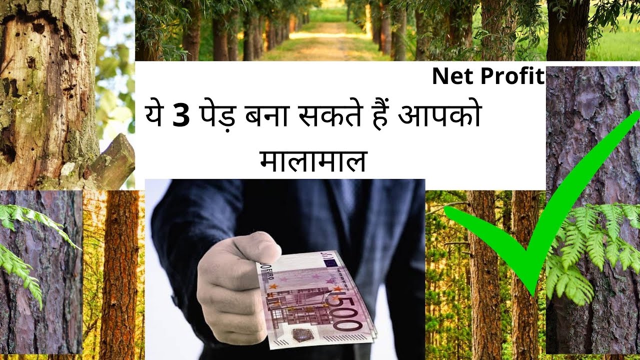 sabse mahanga ped kaun sa hai | Costly tree farming business in India ...