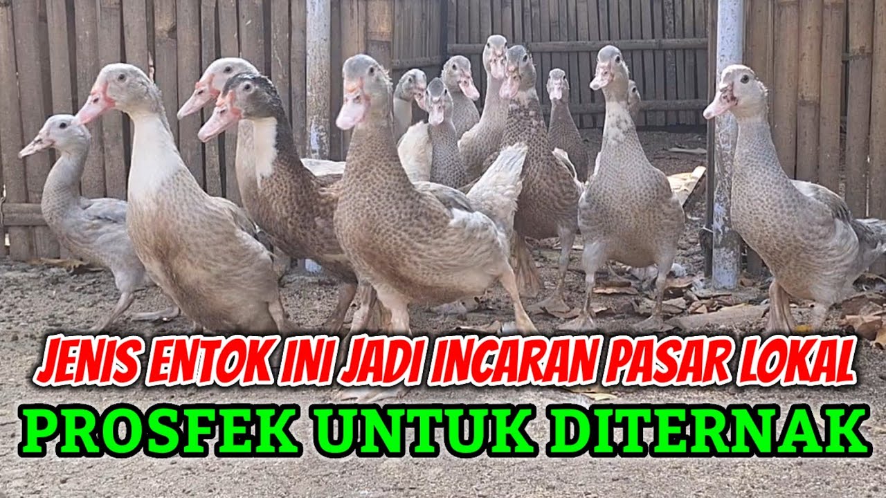 Jenis entok ini mudah dikembangbiakan dan makannya tidak rewel. - YouTube