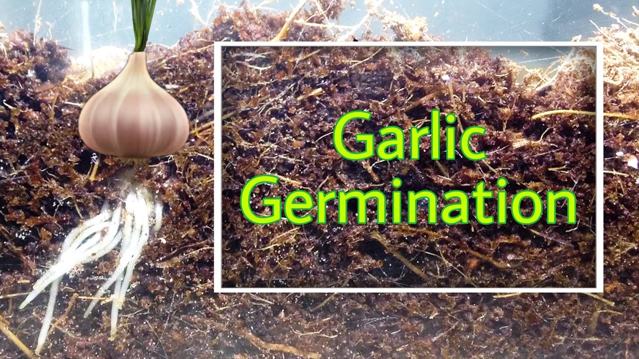 Garlic Germination The Time Lapse TTL - YouTube