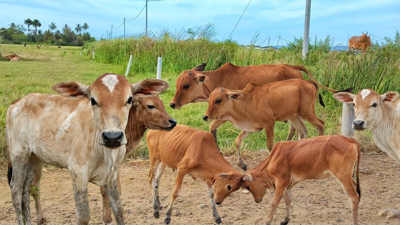 Kumpulan Video Suara Anak Sapi Lembu Lucu dan Comel Berkumpul bersama ...