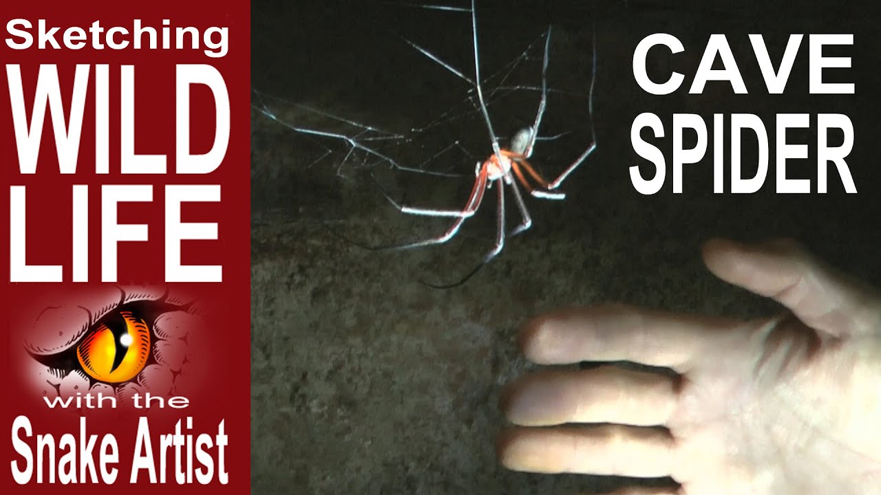 Giant Cave Spider