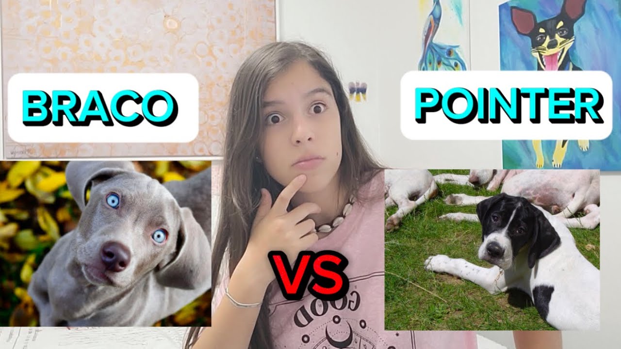 Braco VS Pointer -Diferencias y Similitudes - YouTube