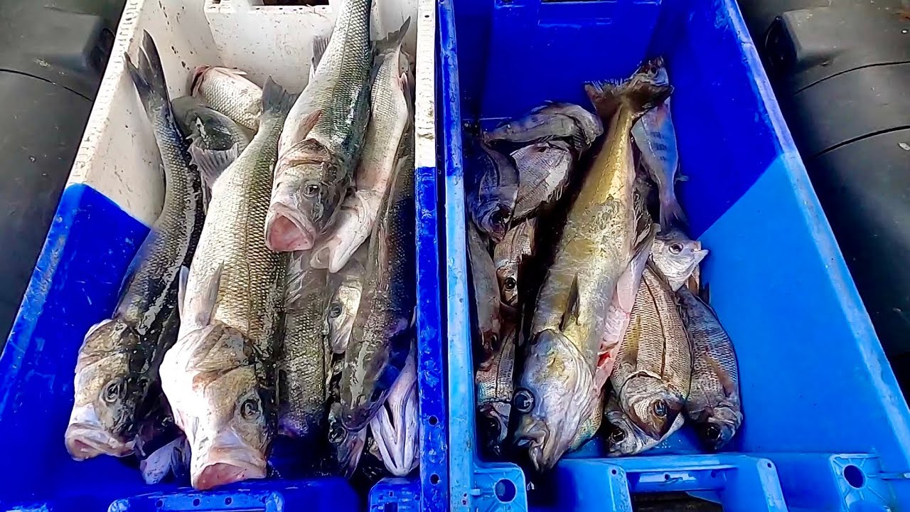 COMMERCIAL FISHING - Big Fish In Gill Nets from the Sea Shore ! Amazing ...