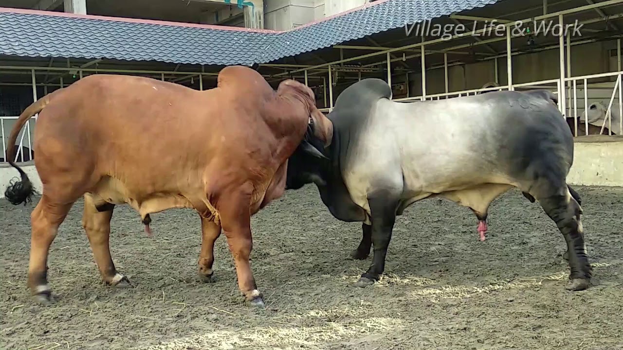 Titanic & Messi cow fighting - YouTube