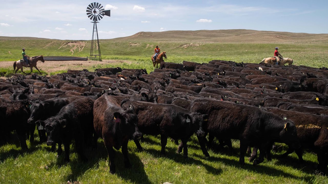 Bill Gates' call for wealthy nations to forgo meat sparks backlash in ...