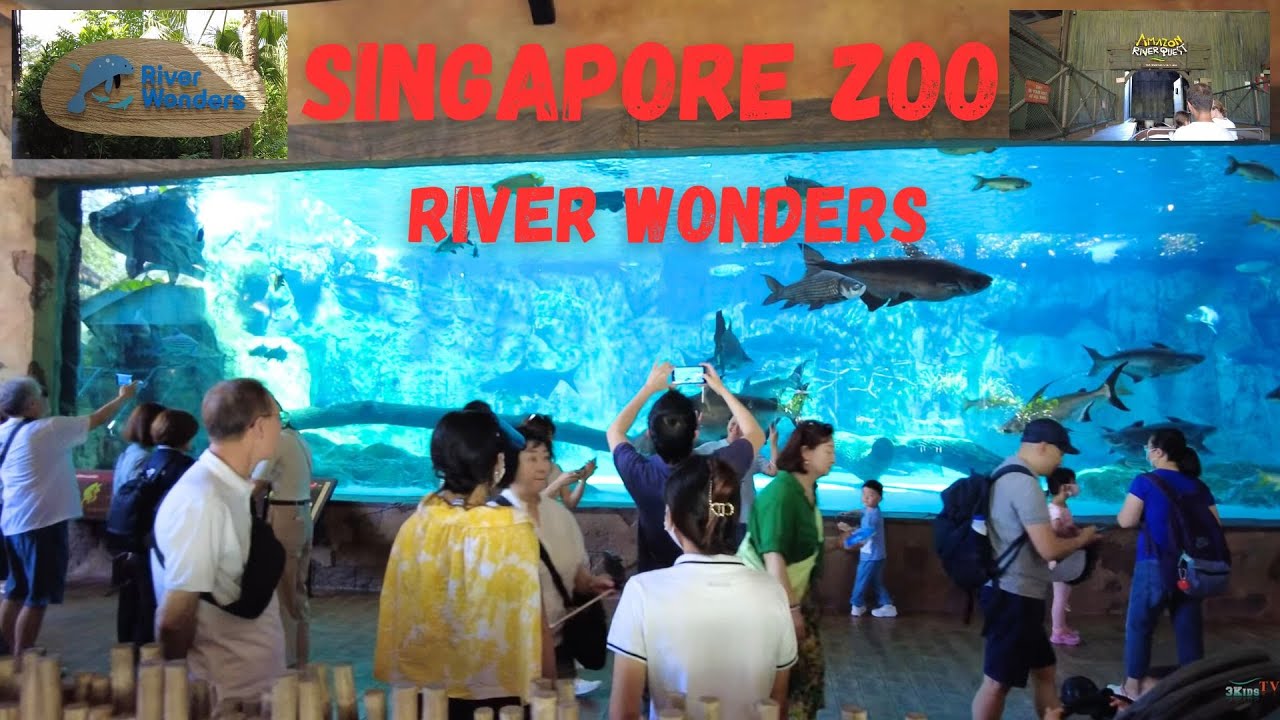 Singapore Zoo - World's Best Rainforest Zoo | River Wonders - YouTube