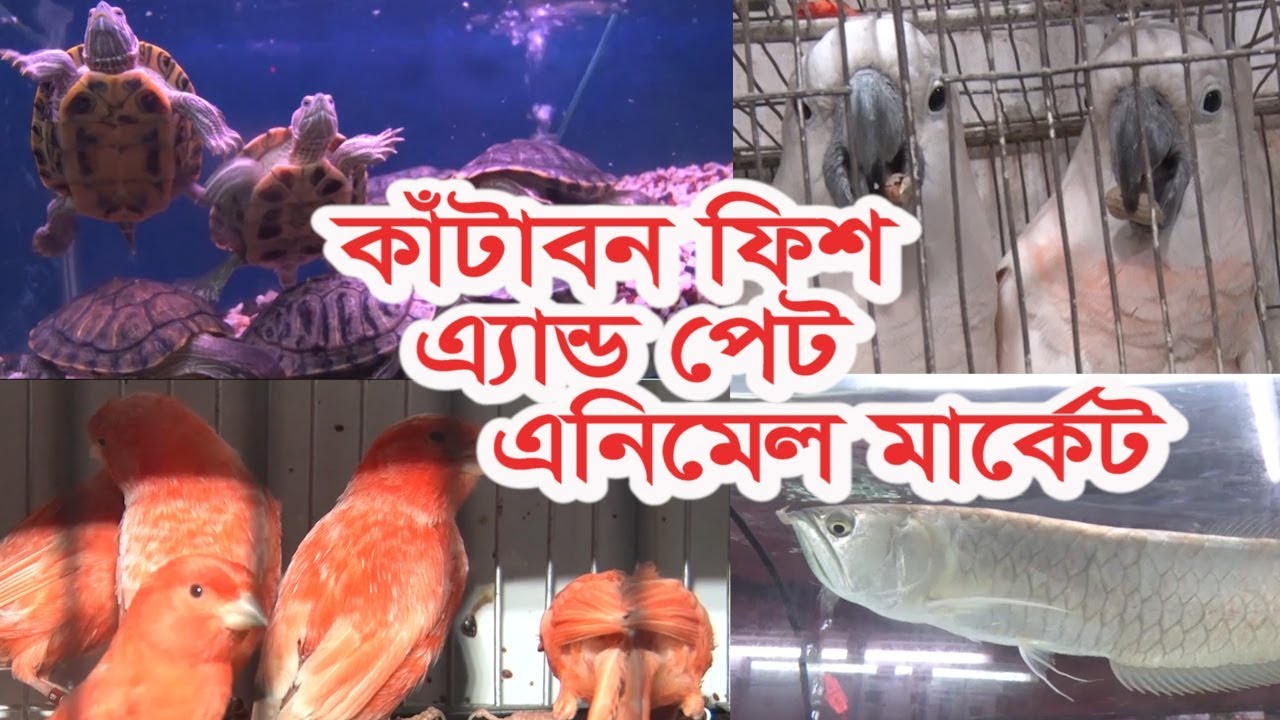 Katabon Aquarium Fish Market - YouTube