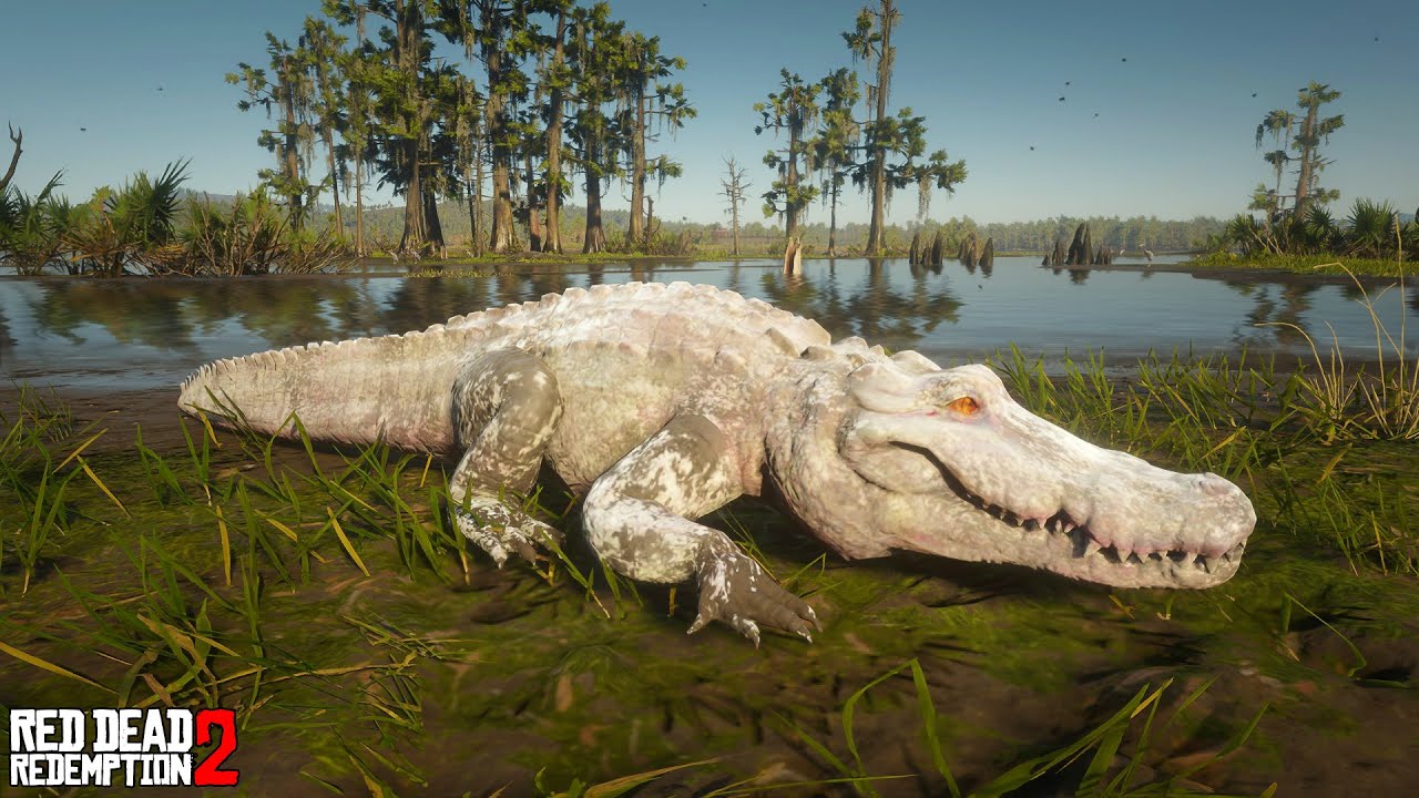 Albino Alligator | RDR2 - YouTube