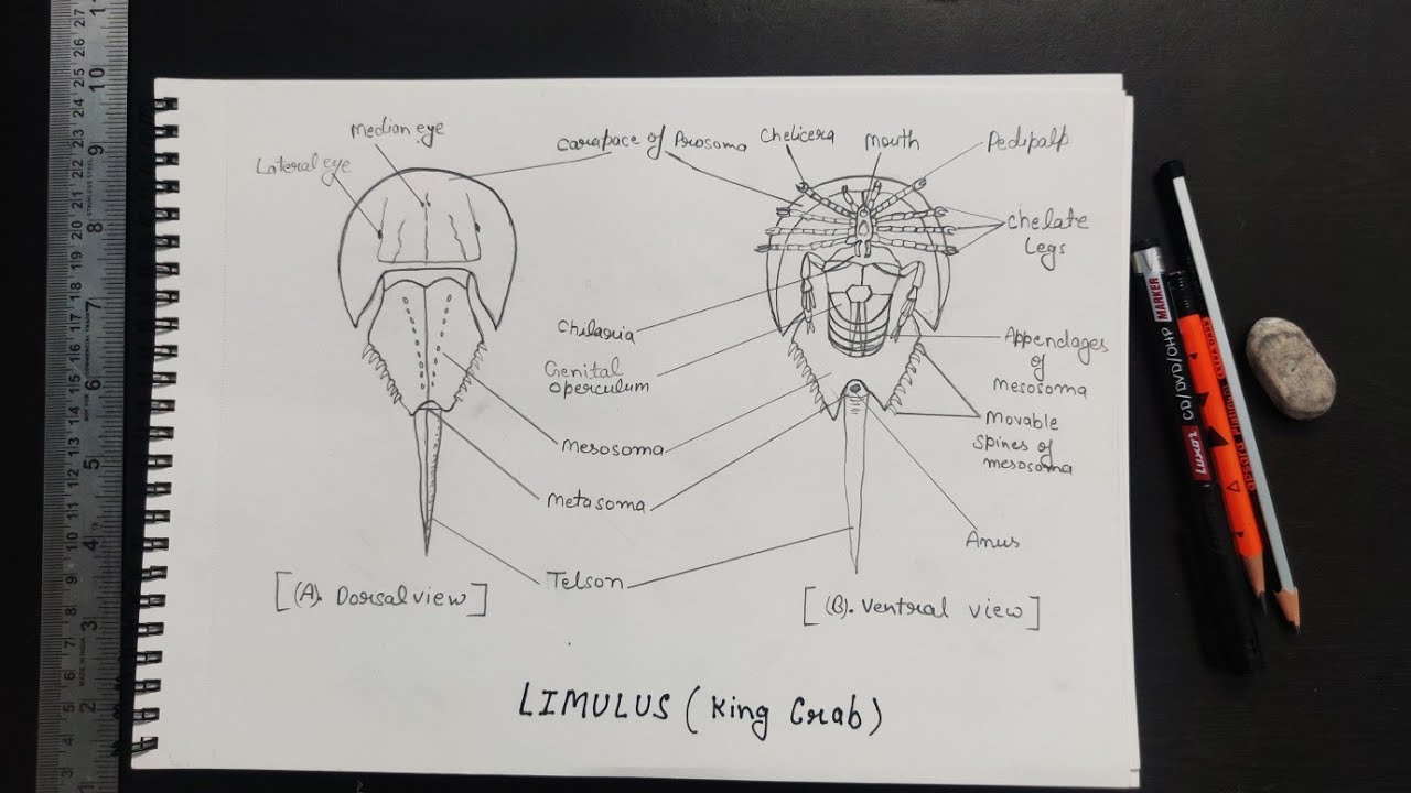 How to draw Limulus (king crab) step by step || zoology diagrams - YouTube