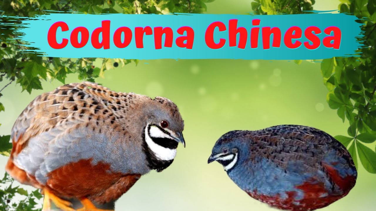 Codorna Chinesa - Conheça essa simpática avezinha. - YouTube