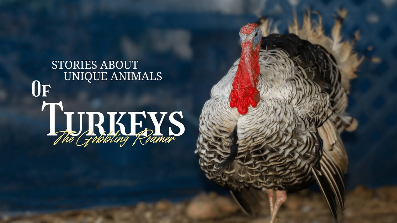 The Truth About Turkeys (They Change Colors!) - YouTube