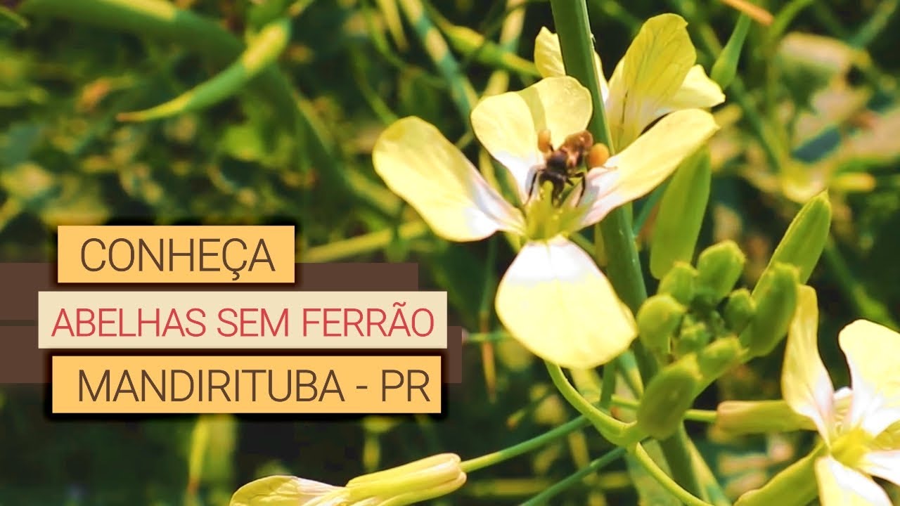 Discover The Fascinating World Of Brazilian Stingless Native Bees 2024