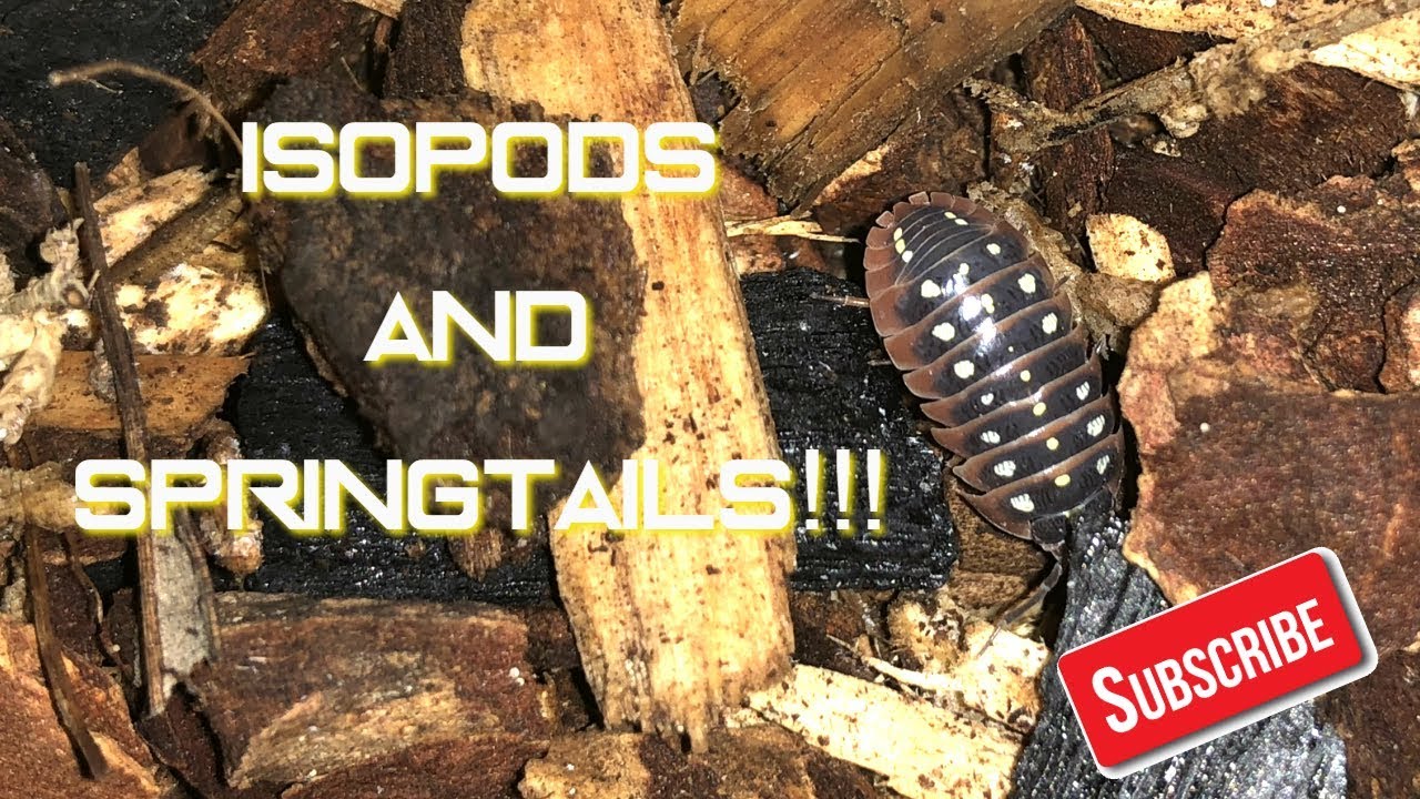 Springtails and isopods! How To Breed | Plus Some Bonus Inverts!! - YouTube