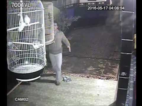 Maling burung di marageni susukan tertangkap CCTV