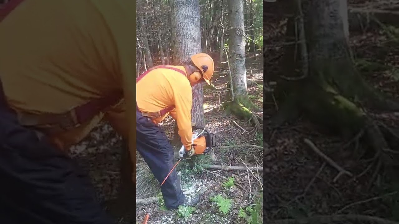 cutting with the stihl ms400c - YouTube
