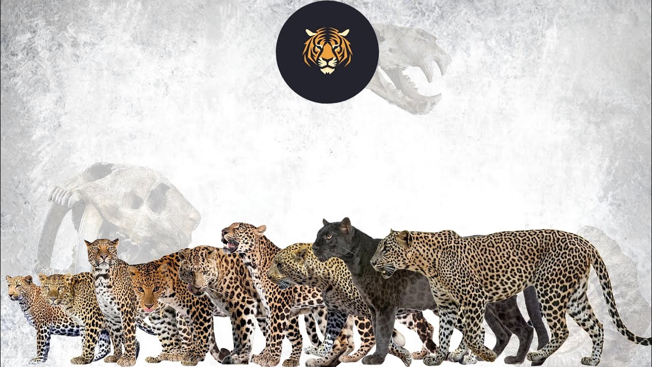 LEOPARD Size Comparison LIVING AND EXTINCT - YouTube
