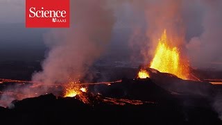 10 Bizarre Animals Living Inside Volcanoes | Safe Videos for Kids