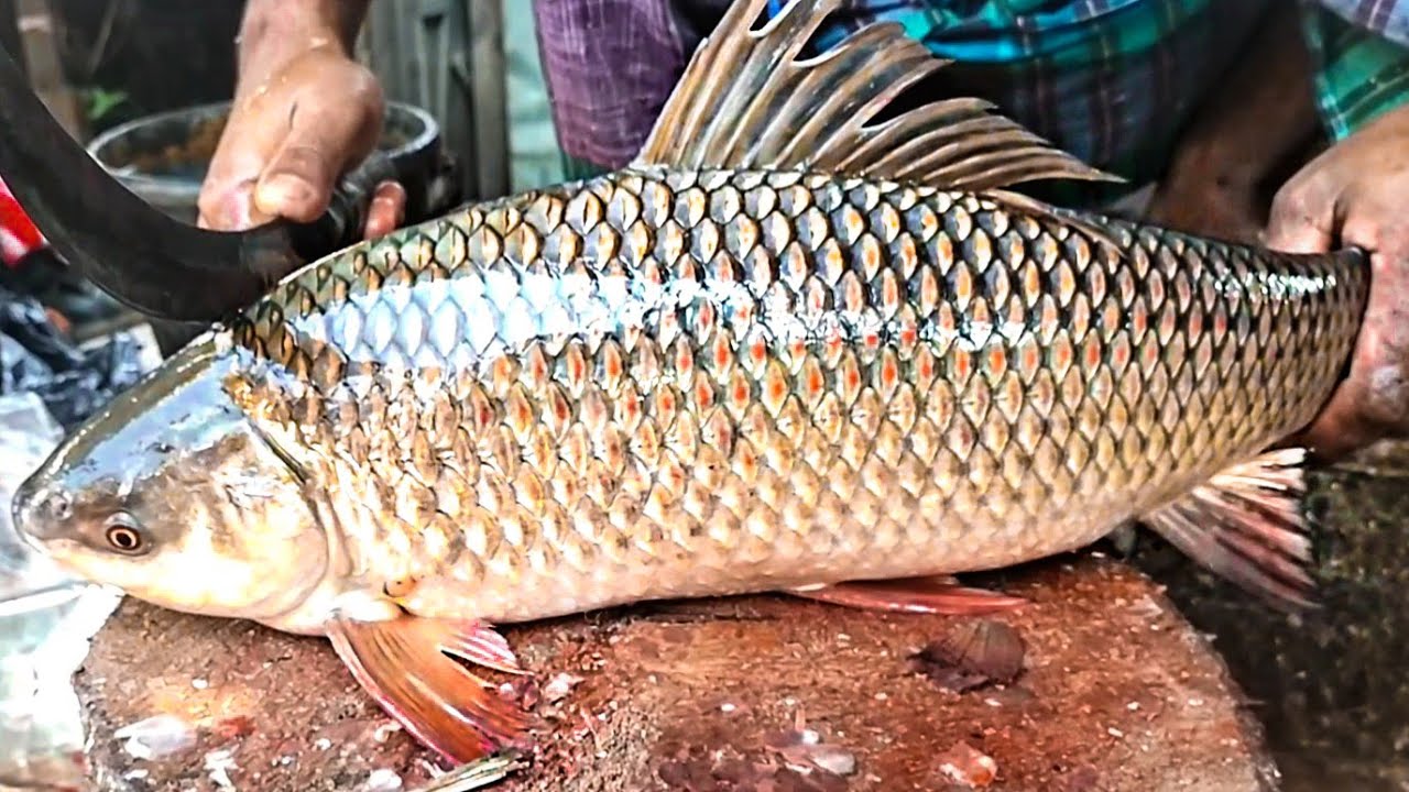 Live|| Big Rohu Fish Skinning And Chopping By A Expert Fish Cutter 2022 ...