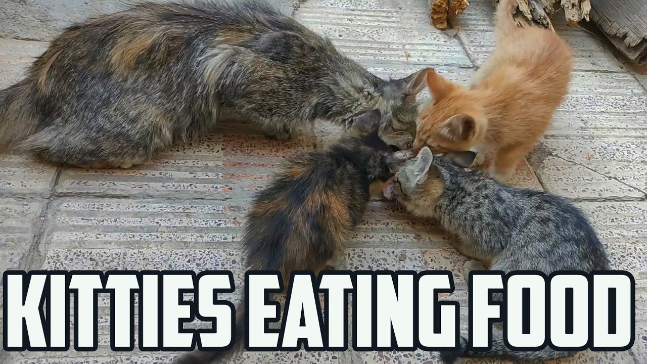 Kittens Eating Food | Baby Cats Fight For Their Food - YouTube