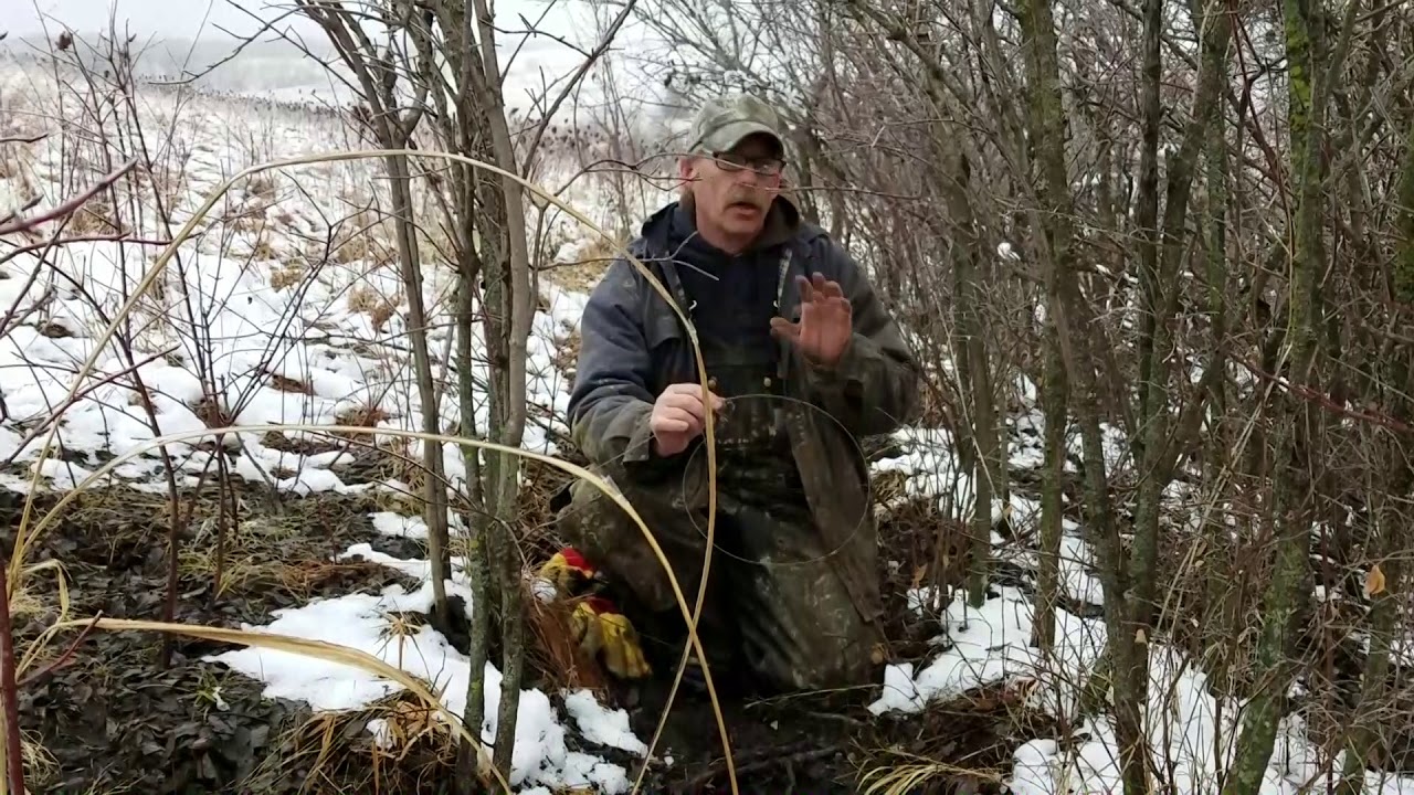 Snaring Strategy for Late Winter Coyotes - YouTube