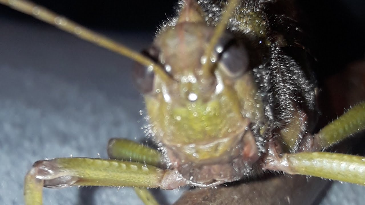 Tropidacris collaris - YouTube