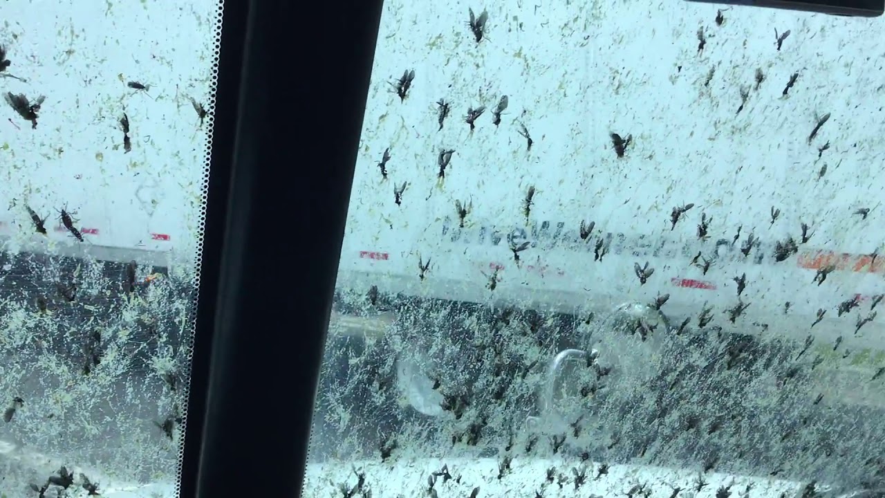 It's raining love bugs in Florida - YouTube