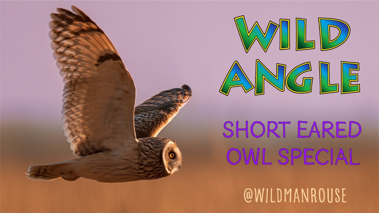 Wild Angle is Back! Watch pro Andy Rouse photograph Short-Eared Owls ...