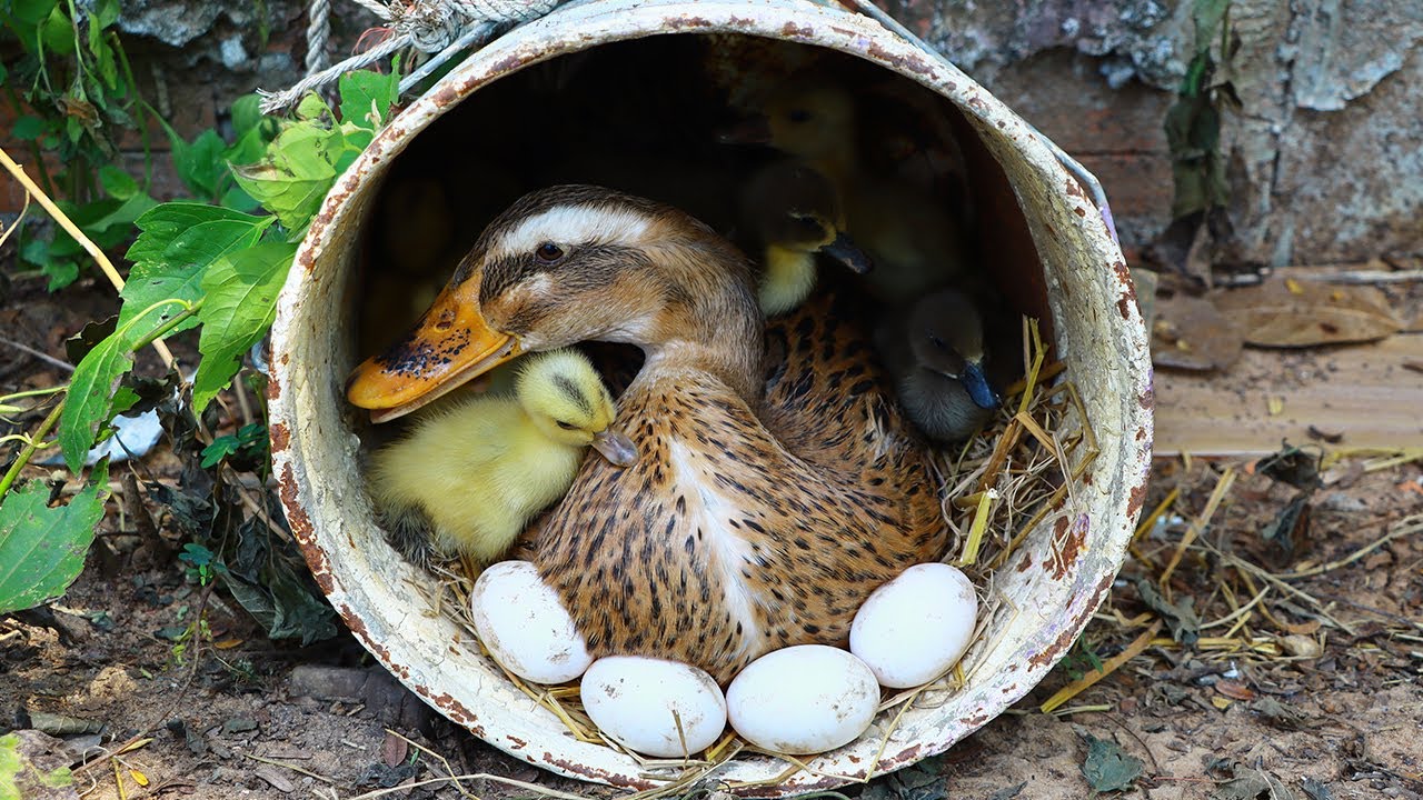 Duckling Hatching By Duck Mum - YouTube