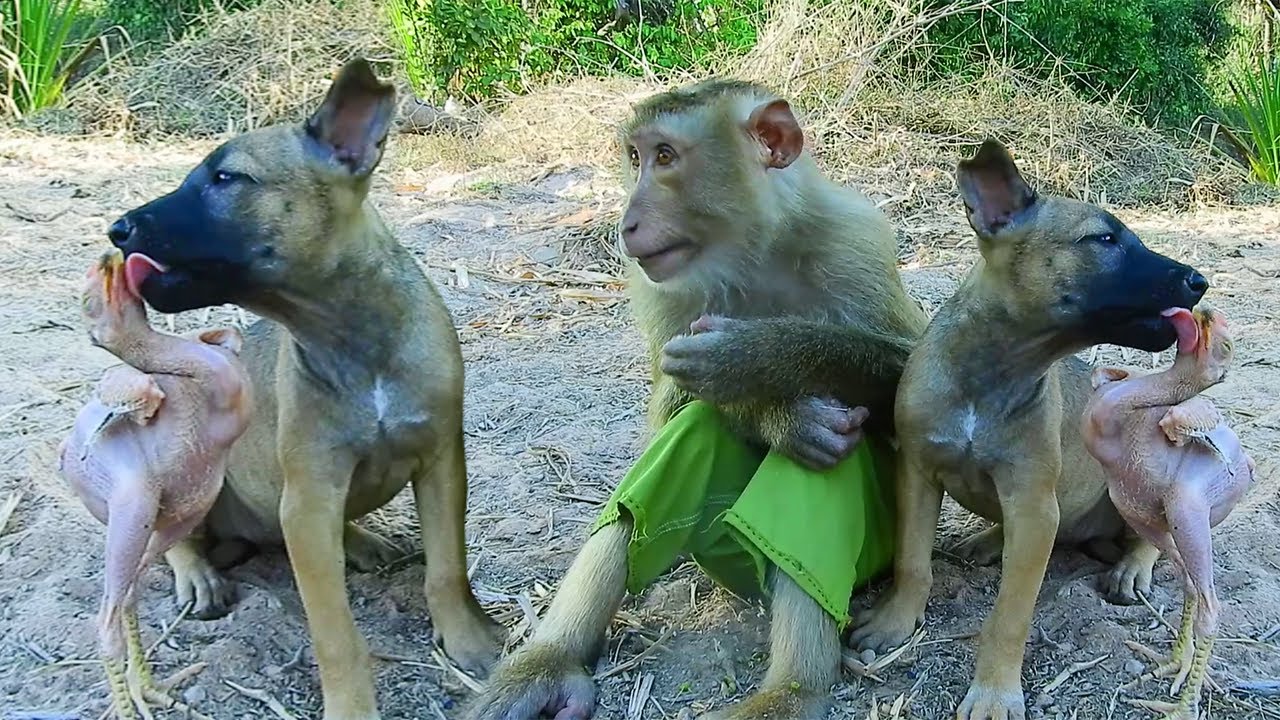 Smart Animals SiSi Kiss Poor Tricky Chicken, Famous Video - YouTube