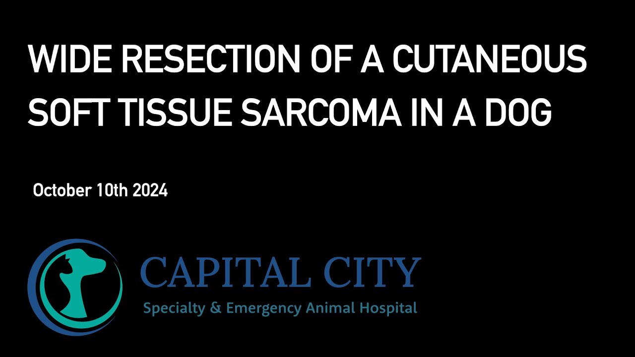 Wide Resection of a Cutaneous Soft Tissue Sarcoma in a Dog, 2024/10/10 ...