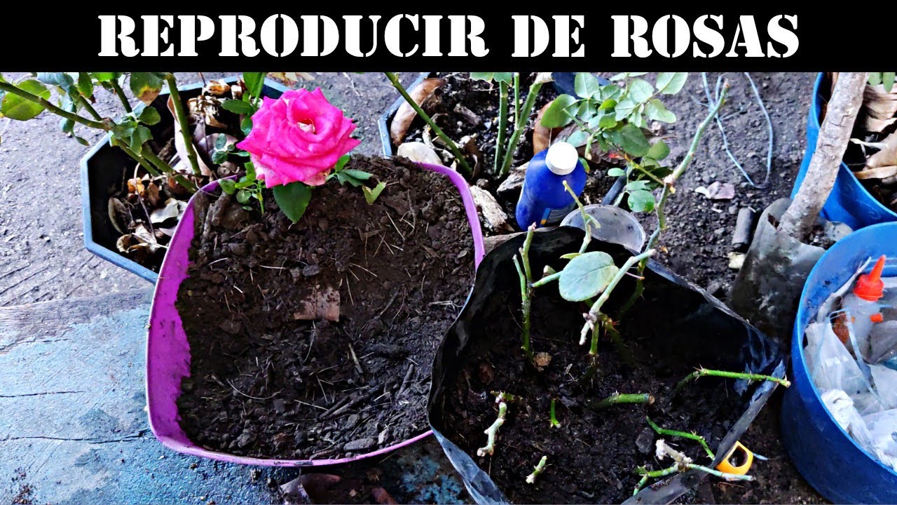 Como Reproducir Rosas por Esquejes #jardinfeliz #ichigopan - YouTube