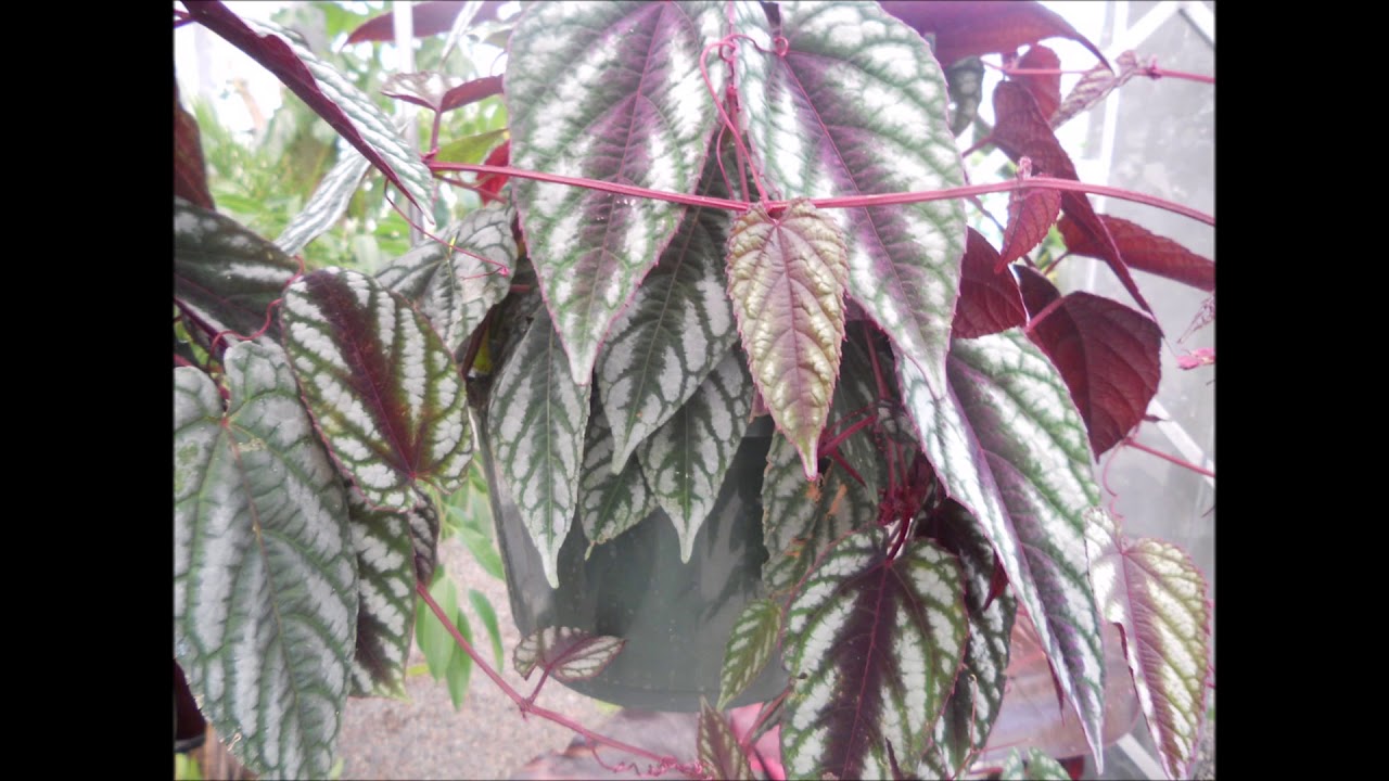 Cissus discolor - YouTube