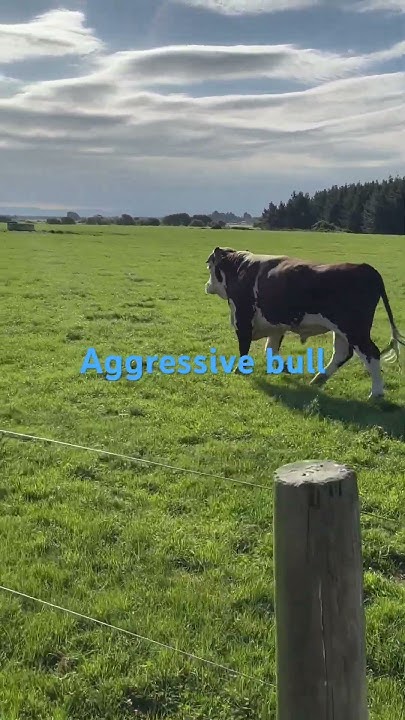 Aggressive Cow - YouTube