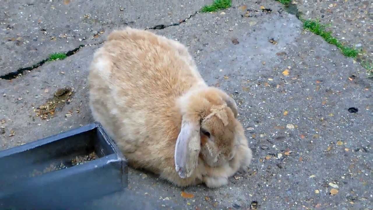 Brown Lop Eared Rabbit - YouTube