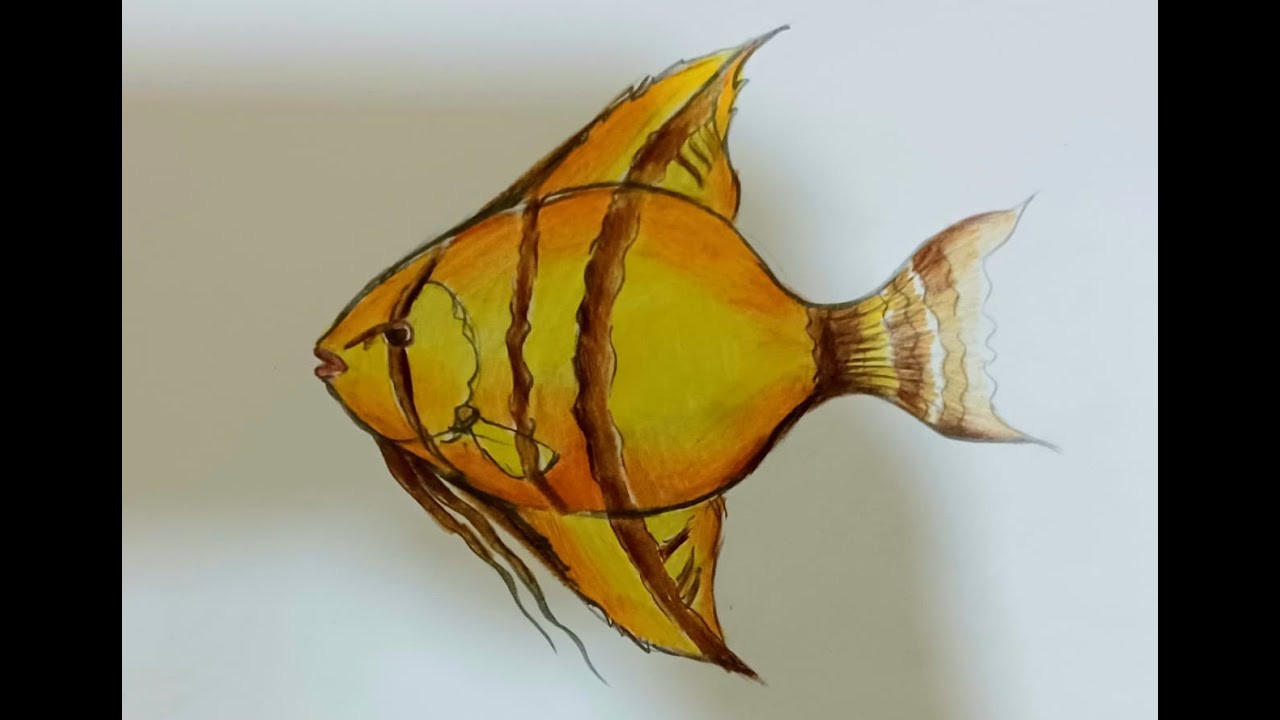 Easy Angelfish drawing tutorial l pencil coloring l fish drawing - YouTube