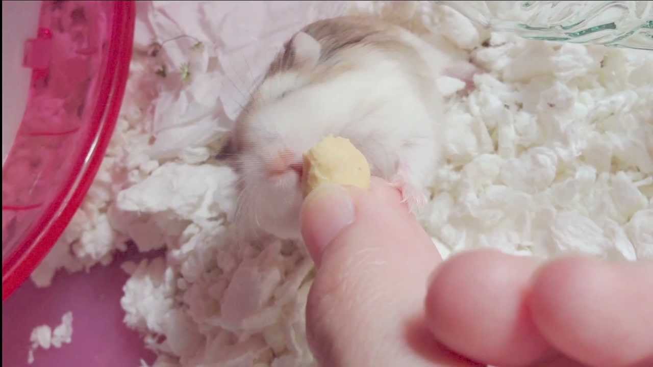 Cute robo hamster eating yogurt drop - YouTube