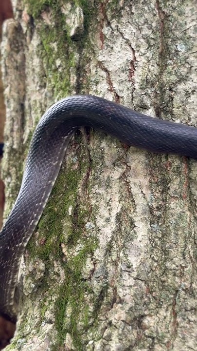 Snakes can climb trees! - YouTube