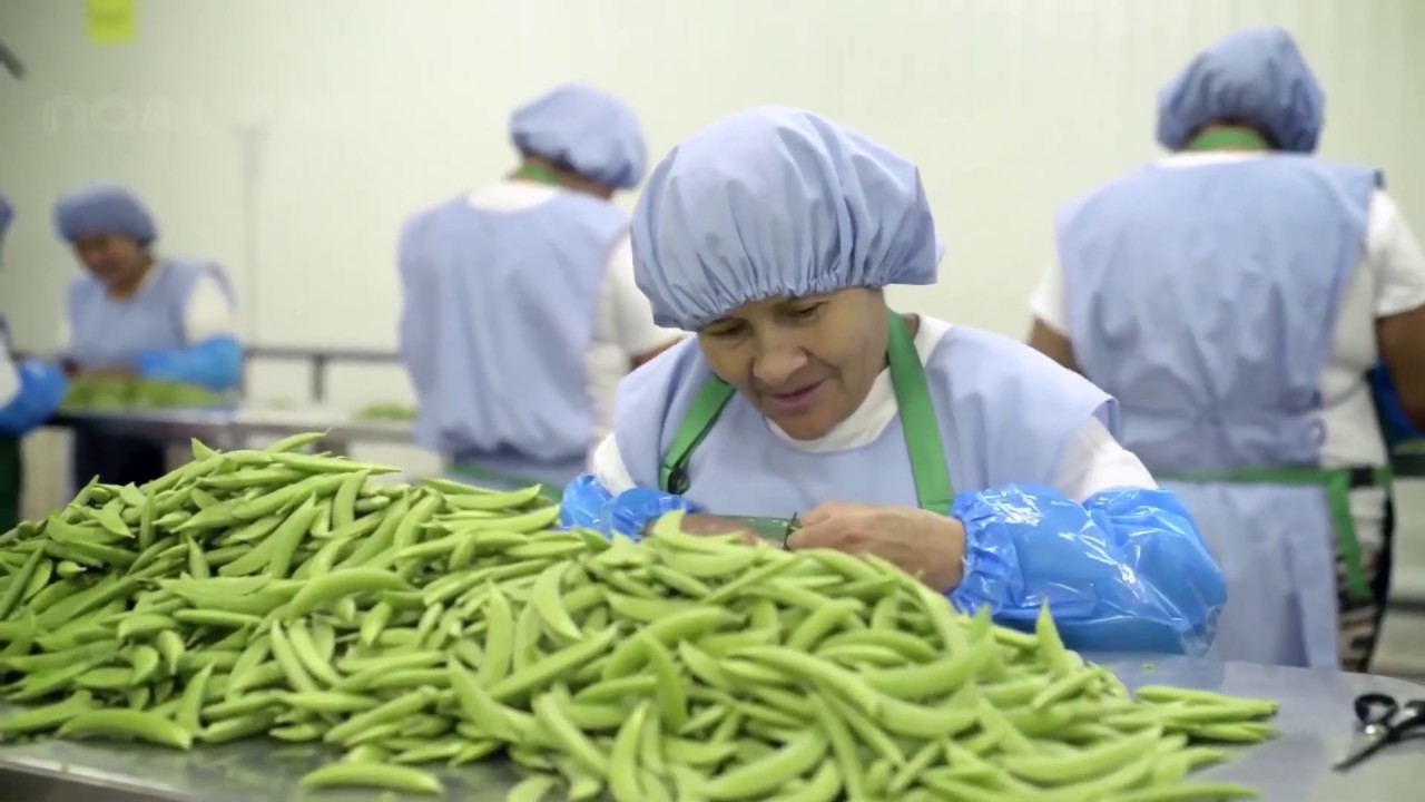 Pea Farming - Planting, Growing and Harvesting Peas - YouTube