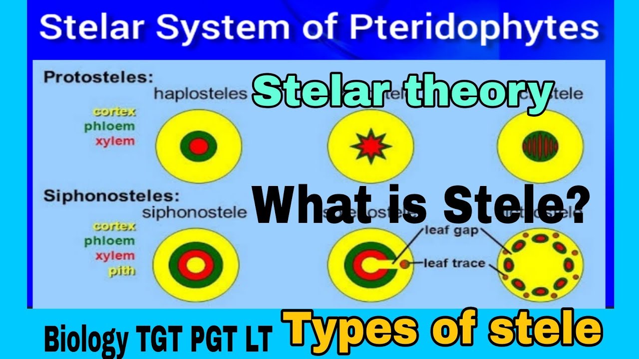 Stelar system in Pteridophytes | Stelar theory | Types of Stele in ...