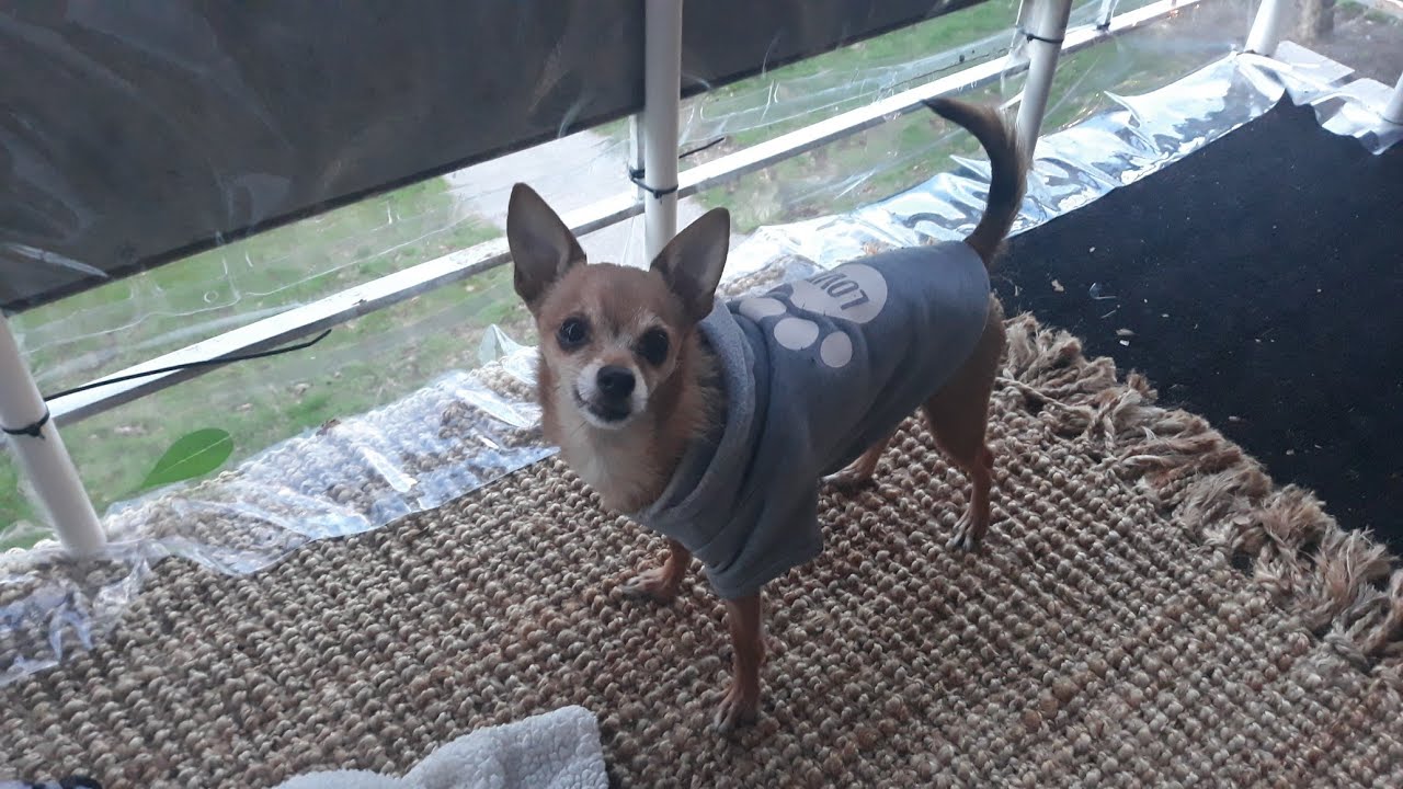 Meet "WOLFIE BEAR" ... The Dog who does NOT want to be YT FAMOUS 🫢 ...