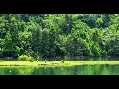 Documentary film - History The First Forests -Documentary film 2016 ...