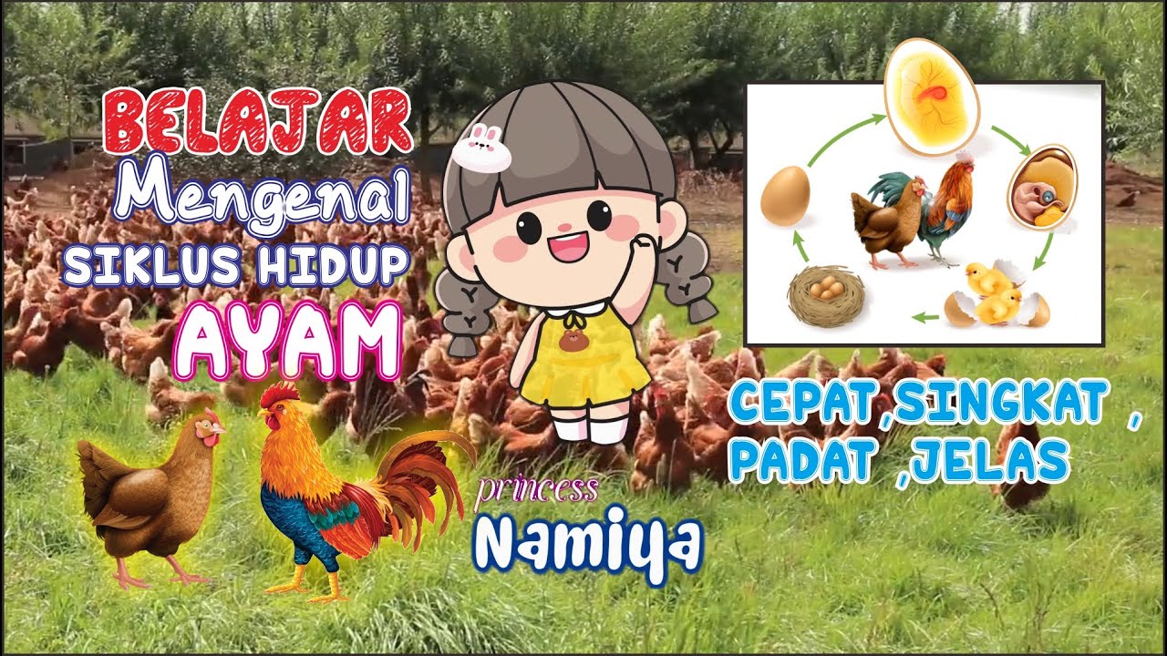 Siklus Hidup Ayam (Animasi Video) - YouTube