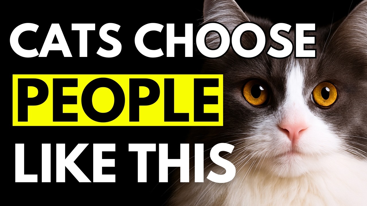 🥰 Why Cats Choose Their Favorite Humans - YouTube
